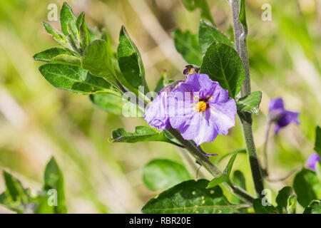purple nightshade (Solanum xanti Stock Photo - Alamy