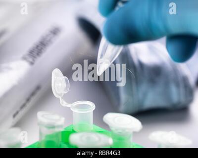 Forensic scientist taking a hair specimen for DNA (deoxyribonucleic ...