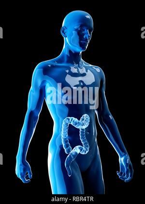 3d illustration of transparent glass of the digestive system. Large and ...