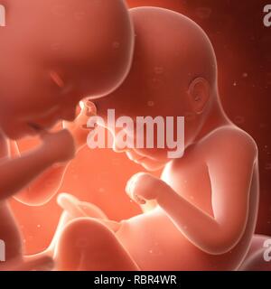 Illustration of twins in the womb Stock Photo - Alamy