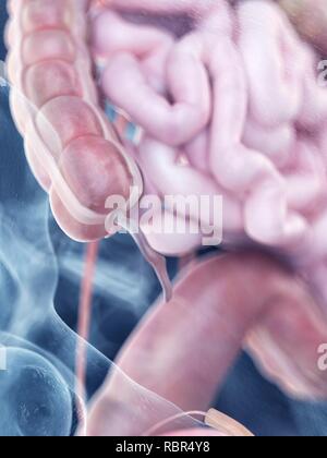 3d illustration of human appendix anatomy. High quality realistic ...