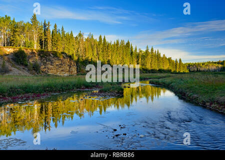 Salt tolerant vegetation- Red samphire (Salicornia rubra A. Nels.) On ...