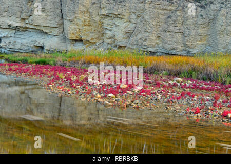 Salt tolerant vegetation- Red samphire (Salicornia rubra A. Nels.) On ...