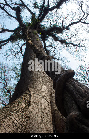 giant tree with more than 200 years Stock Photo - Alamy