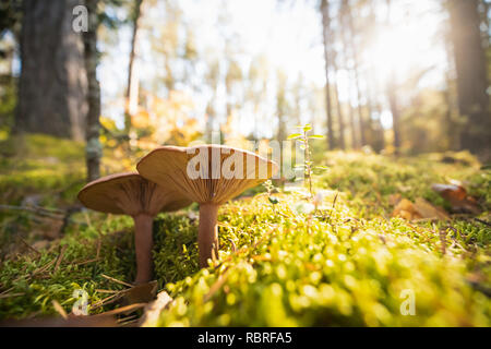 Paxillus Involutus In Autumn Forest In Belarus. Brown Roll-rim, Common ...
