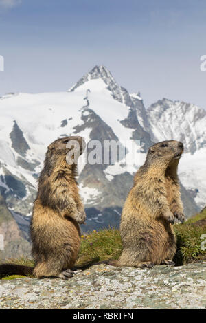 Marmots in the Grossglockner Mountain, Austria 1960s Stock Photo - Alamy