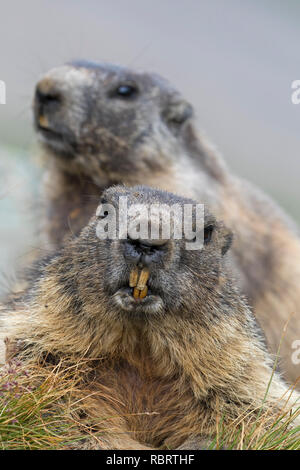 Close-up of Alpine marmot (Marmota marmota) fur and eye, Hohe Tauern ...