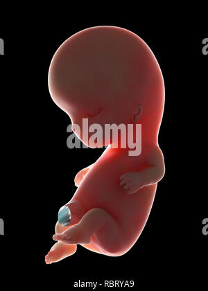 Human fetal development (week 10) computer artwork Stock Photo - Alamy