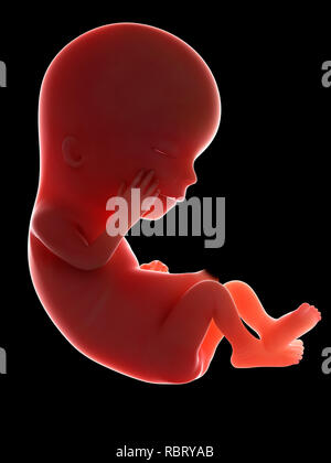 Fetus at week 12, illustration Stock Photo - Alamy