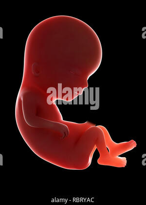 Illustration of a human foetus, week 13 Stock Photo - Alamy