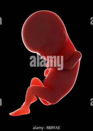 Fetus at week 15, illustration Stock Photo - Alamy