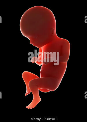 Human fetus at week 16, illustration Stock Photo - Alamy