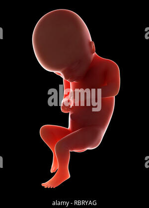 illustration of the fetal development - week 17 Stock Photo - Alamy