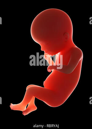 Human fetus at week 19, illustration Stock Photo - Alamy
