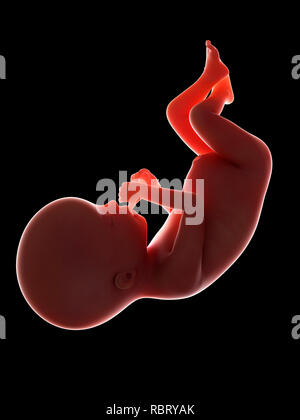 Fetus at week 20, illustration Stock Photo - Alamy