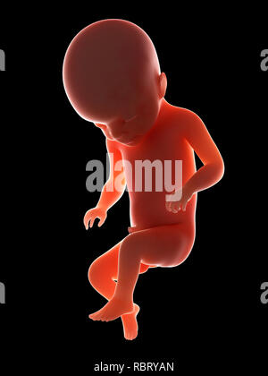 illustration of the fetal development - week 22 Stock Photo - Alamy