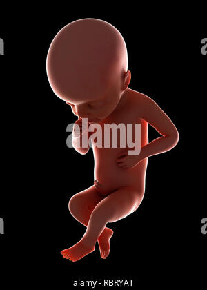 Fetus at week 25, illustration Stock Photo - Alamy