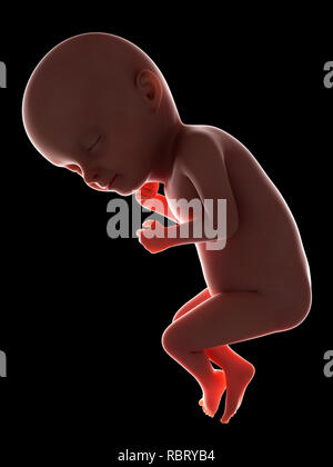 Human fetus at week 33, illustration Stock Photo - Alamy