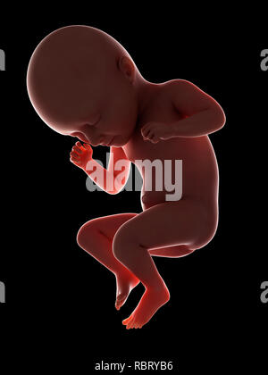Human fetal development (week 35) computer artwork Stock Photo - Alamy