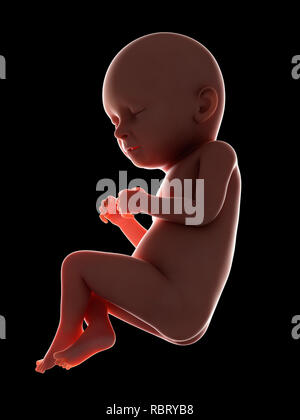 Human fetus at week 37, illustration Stock Photo - Alamy