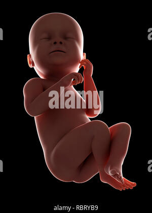 Human foetus at week 38, illustration Stock Photo - Alamy