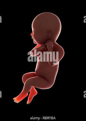 Human embryo. Illustration of human embryo development, 39 to 44 days ...