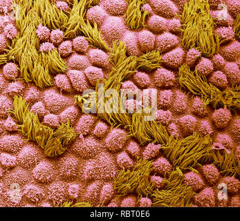 Fallopian tube cells, SEM Stock Photo - Alamy