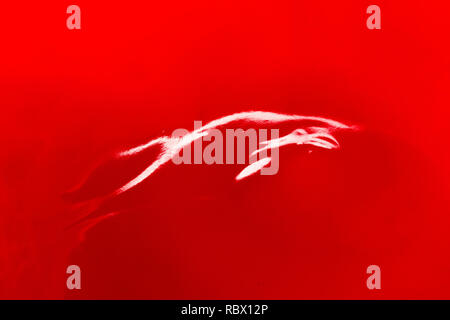 Bright translucent red currant jam in a glass jar, close-up, macro ...
