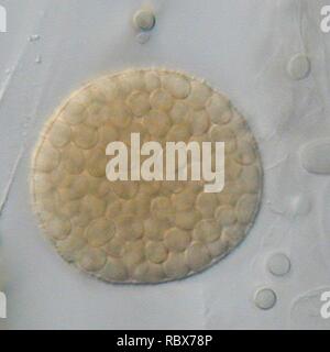Absidia corymbifera sporangium Stock Photo - Alamy