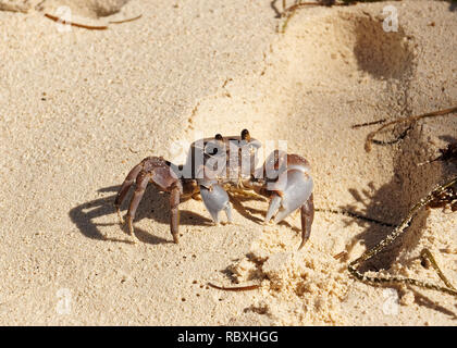 ghost crab size