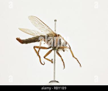 Acanthopleura ravus (Zoosphere 151 024 Stock Photo - Alamy