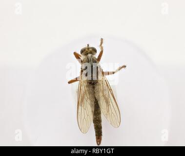 Acanthopleura ravus (Zoosphere 151 130 Stock Photo - Alamy