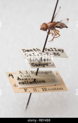 Acrosticta compta, labels Stock Photo - Alamy