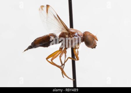 Acrosticta compta, side Stock Photo - Alamy