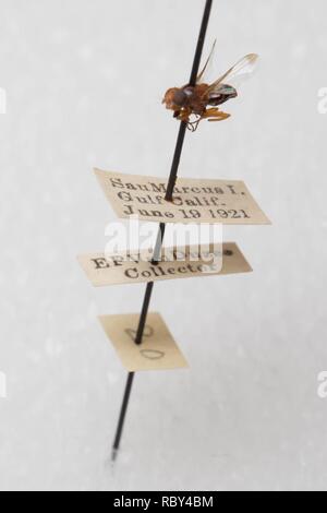 Acrosticta rubida, labels Stock Photo - Alamy