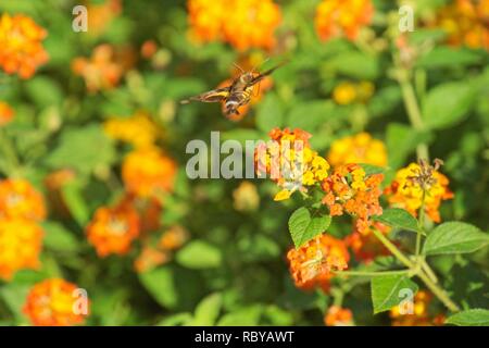 Aerial maneuvers (25381590229 Stock Photo - Alamy