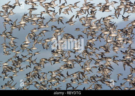 Dense flock of Red Knot in flight Stock Photo - Alamy