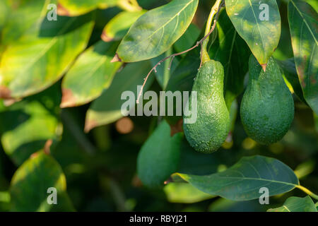 Seasonal harvest of green orgaic avocado, tropical green avocadoes ...