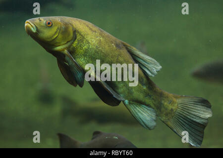 Tinca tinca, or Tench, also known as Doctor Fish, a freshwater and ...