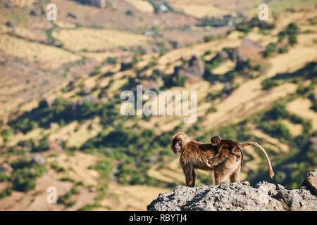 Mother gelada baboon and her small clinging to her back Stock Photo - Alamy