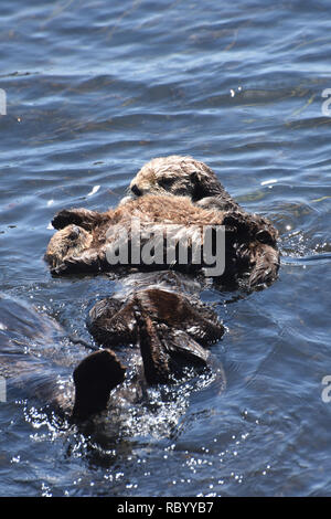 Close up sea otter laying on tree trunk at Sandoval Lake with forest ...