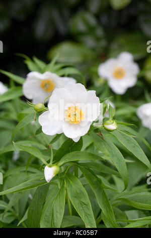 Paeonia emodi flowers in Spring Stock Photo - Alamy