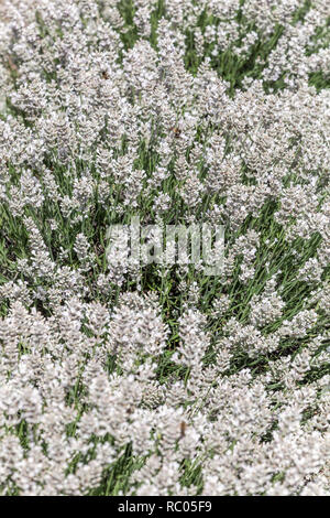White lavender, Lavandula angustifolia 'Sentivia Silver' and Lavender ...