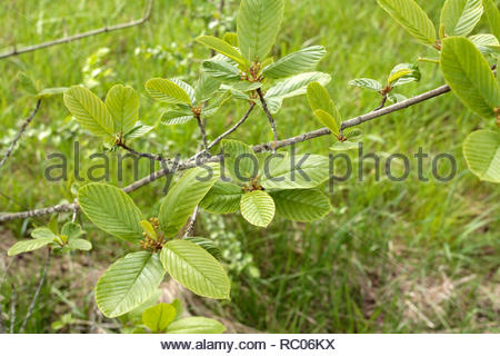 Cascara Buckthorn tree Stock Photo: 29243756 - Alamy