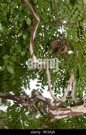 Deciduous tree (Lagerstroemia subcostata) white trunk, peeling bark ...