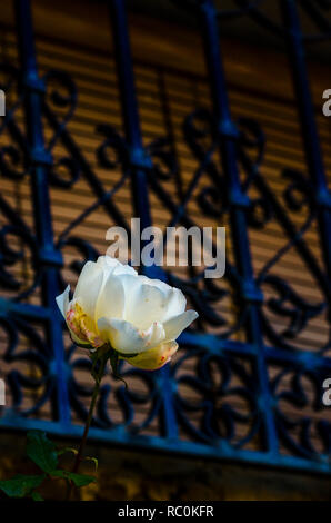 Selective of elegant white rose flowers blooming on the bush Stock ...