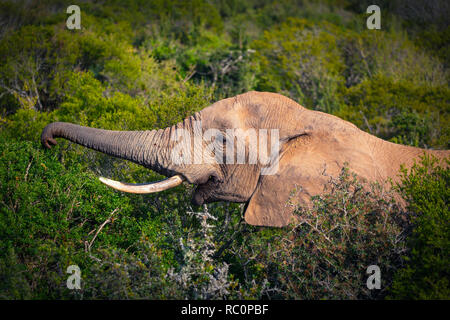African elephant eating in bushes close up view in Addo National Park ...