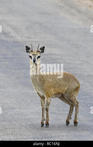 Klipspringer (Oreotragus oreotragus) adult male, standing on rock ...