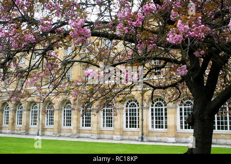 Flowering trees, Westminster Abbey gardens, London, Great-Britain, UK ...