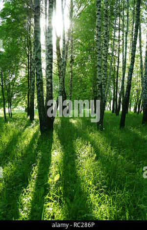 Birch trees with long shadows in summer Stock Photo - Alamy